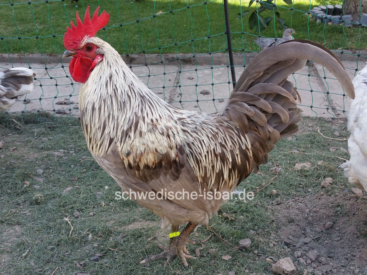 Schwedische Isbar | Silverudds Blå